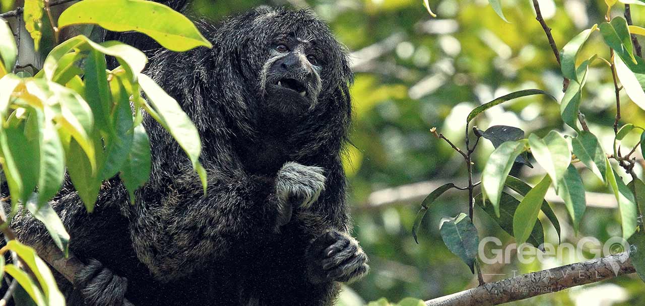 Four CRAZY days in The Amazon - Siona Lodge Review - GreenGo Travel