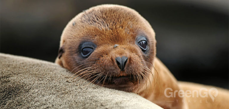 Galapagos Weather by Month - An In-Depth Guide? - GreenGo Travel
