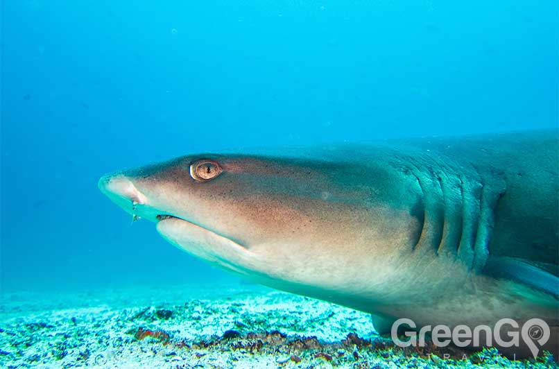 Galapagos Sharks - Everything to Know - 2023 Update - GreenGo Travel