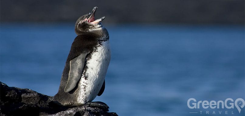 Galapagos Weather by Month - An In-Depth Guide? - GreenGo Travel