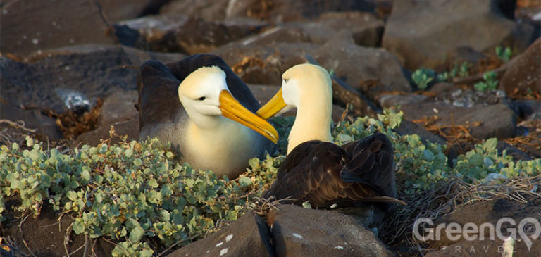 Galapagos Weather by Month - An In-Depth Guide? - GreenGo Travel