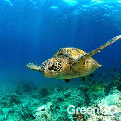 Galapagos Weather by Month - An In-Depth Guide? - GreenGo Travel