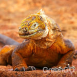Galapagos Weather by Month - An In-Depth Guide? - GreenGo Travel