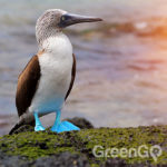 Galapagos Weather by Month - An In-Depth Guide? - GreenGo Travel