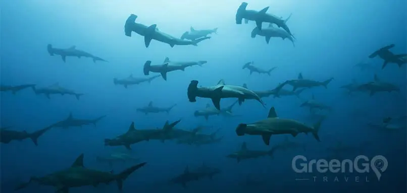 Galapagos Sharks - Everything to Know - GreenGo Travel