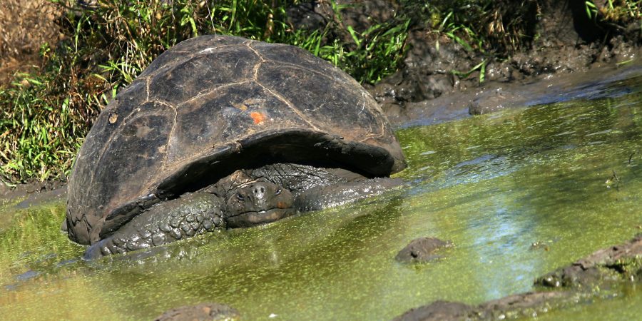 The Galapagos Tortoise - GreenGo Travel