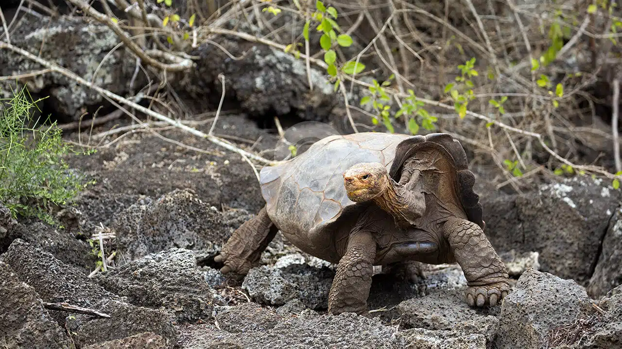 Galapagos Expedition 10D-9N - Offers & Secure Booking